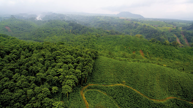 Coffee, Culture and History in Blitar - NOW! Jakarta