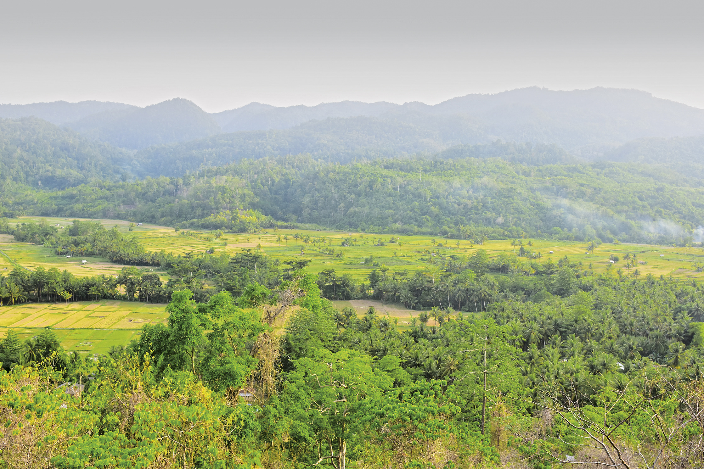 Butterflies and Palaces of Buton - NOW! Jakarta