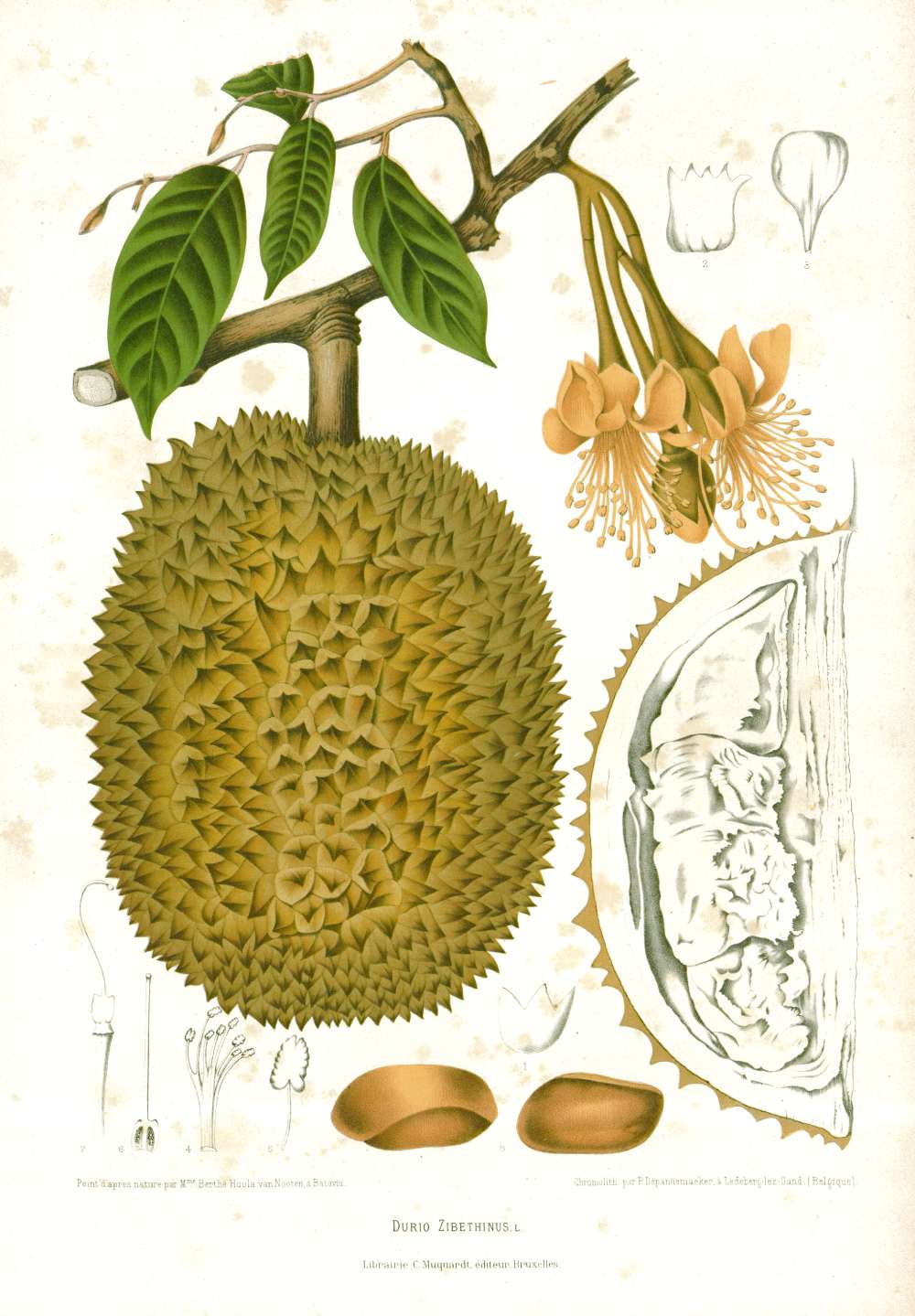 Indonesian Fruits Through the Eyes of Early Explorers and Botanists ...