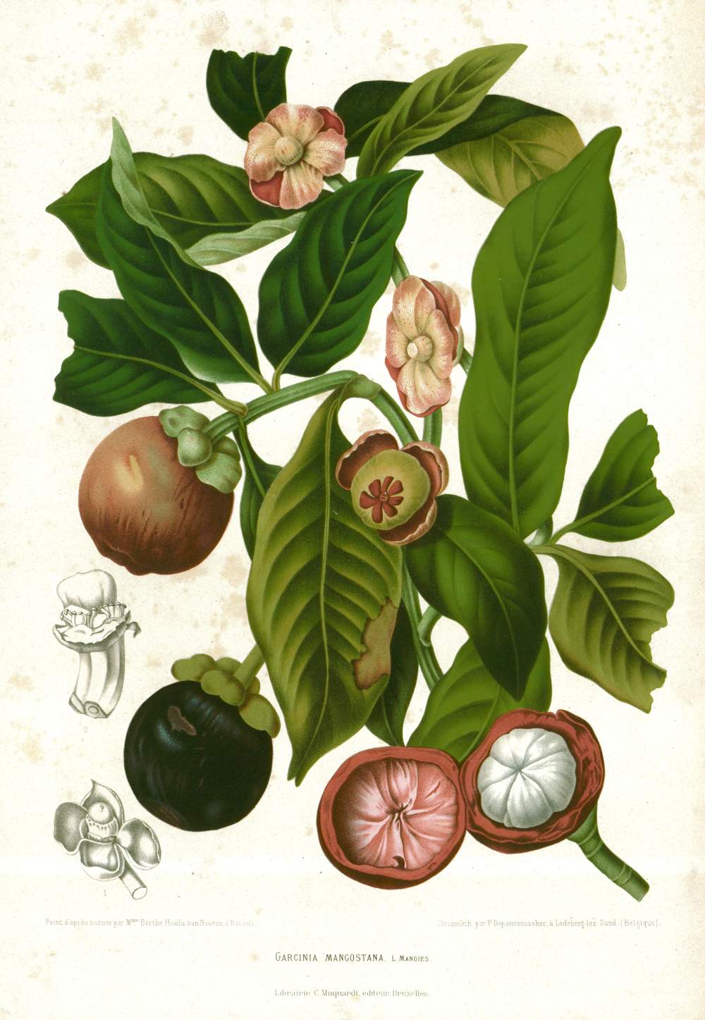 Indonesian Fruits Through the Eyes of Early Explorers and Botanists ...