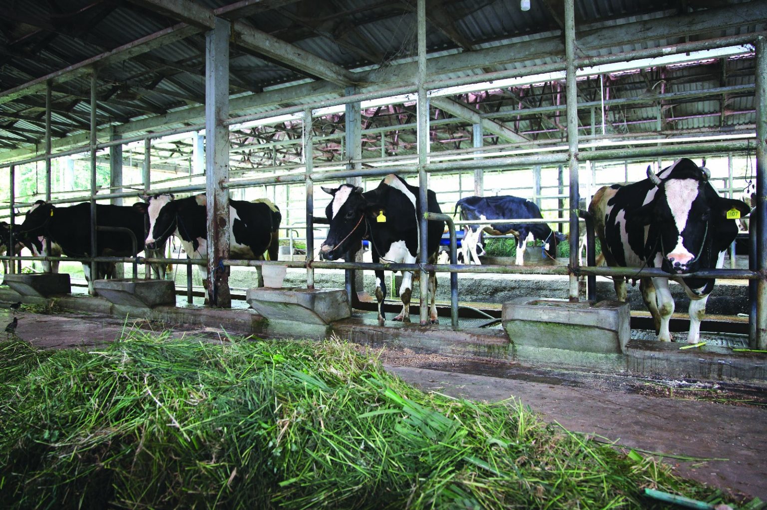 Mazaraat Cheese: A Story of an Indonesian Artisanal Cheese Producer ...