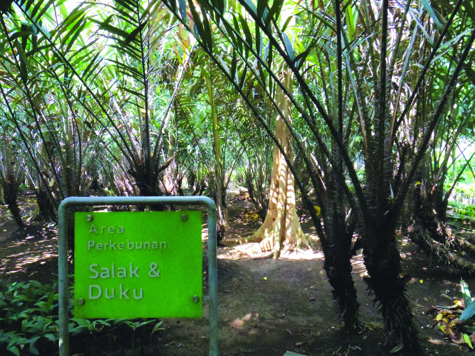 Condet: A Surviving Betawi Village Amidst Changing Times - NOW! Jakarta