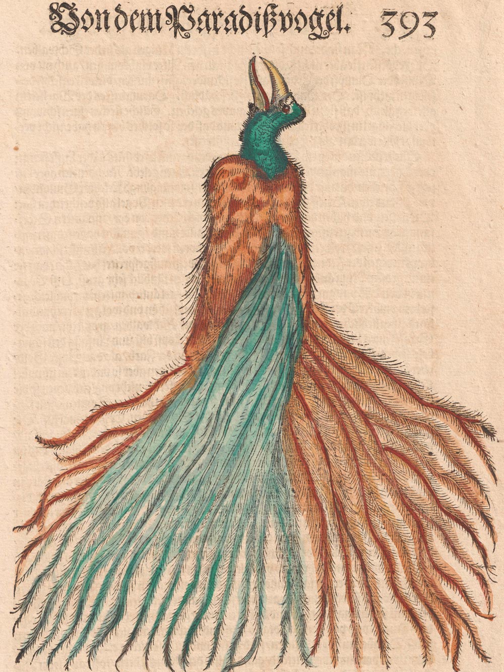 Fallen Angels: Indonesia's Birds of Paradise - NOW! Jakarta