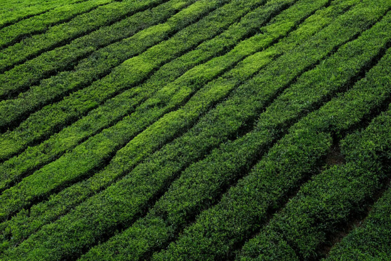 Indonesia’s Tea Plantations: Steeped in Beauty - NOW! Jakarta